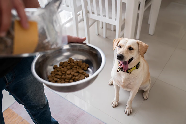 7 Essential Dog Bowl Tips - Dog Health and Care - Pawsdemy